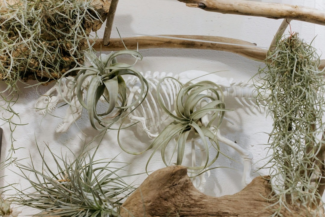 15 Non Toxic Plants for Cats | Vet-Approved Safe Picks | The Living ...