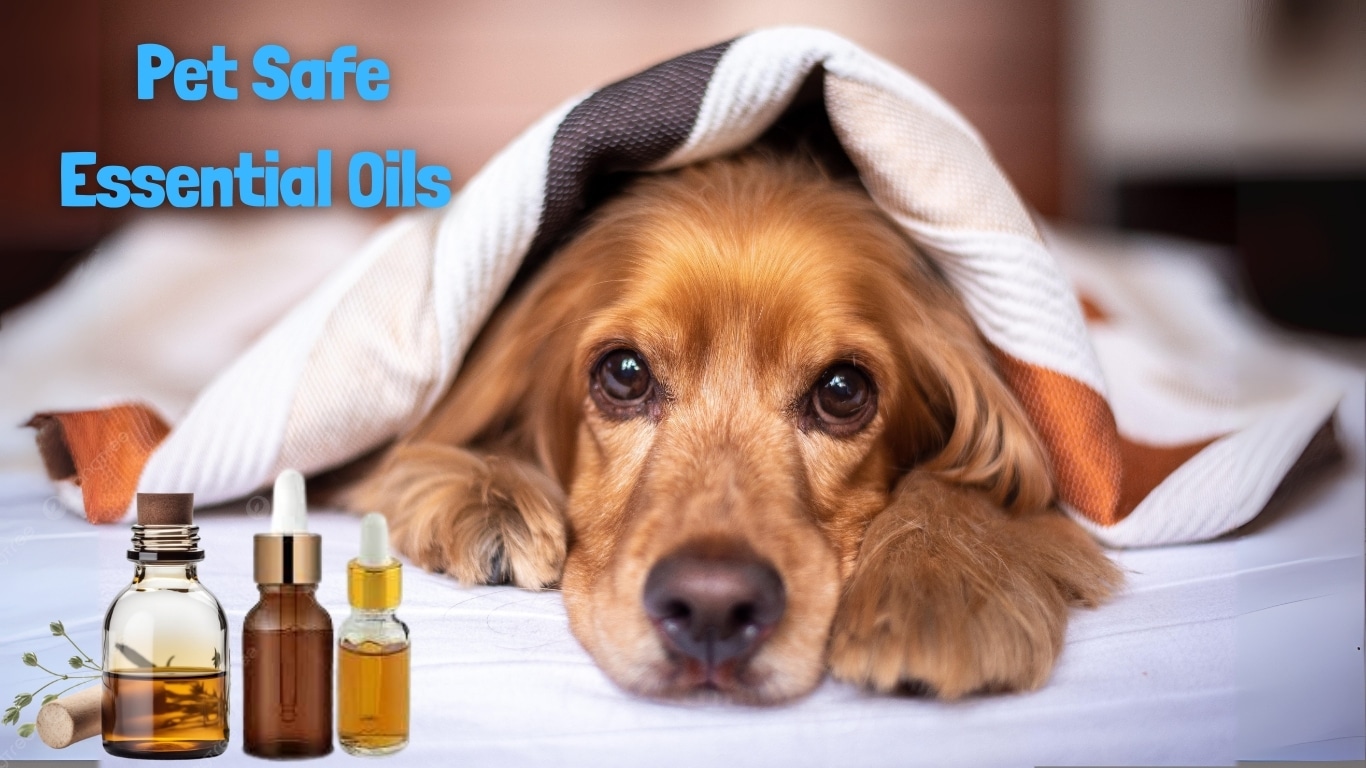 Pet Safe Essential Oils for Happy, Healthy Pets