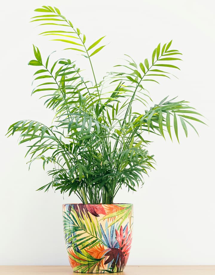 15 Non Toxic Plants for Cats | Vet-Approved Safe Picks | The Living ...